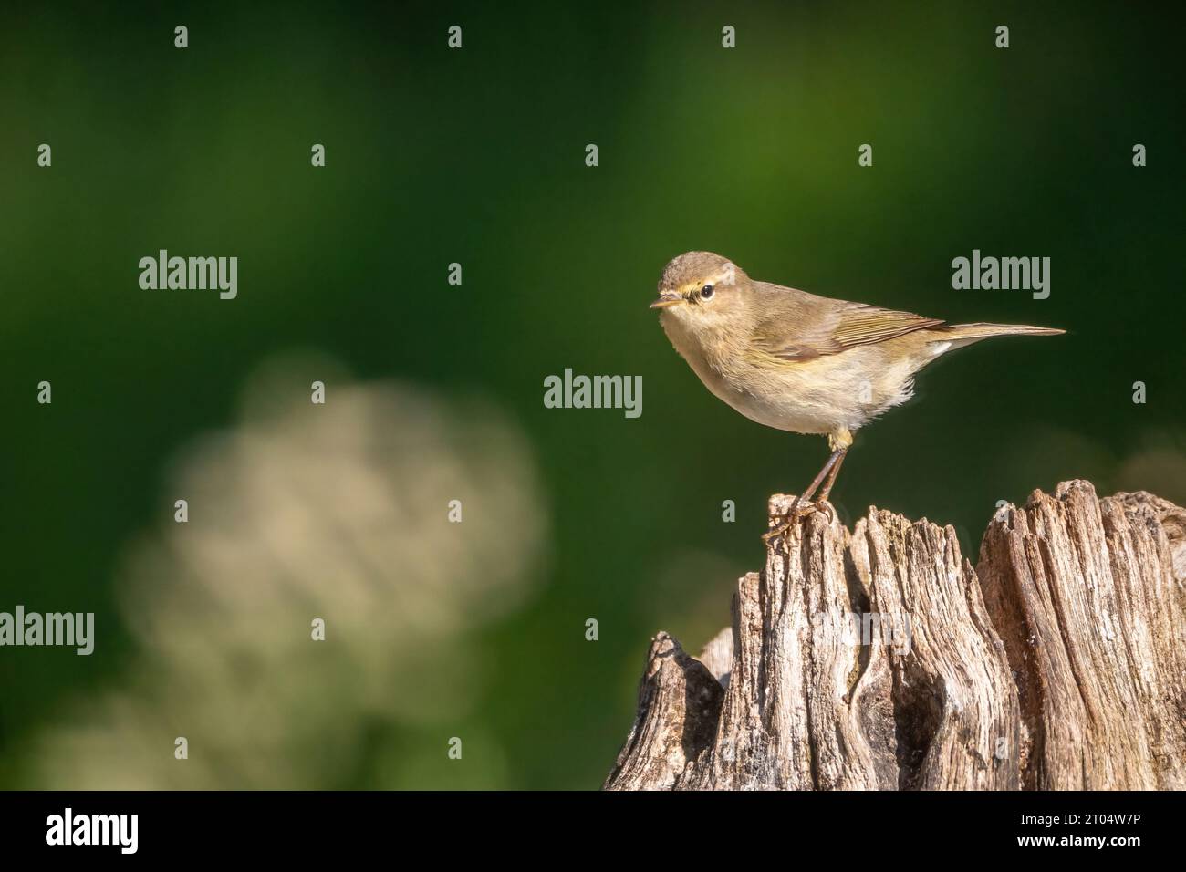 greenish warbler (Phylloscopus trochiloides), sitting on a tree stub ...