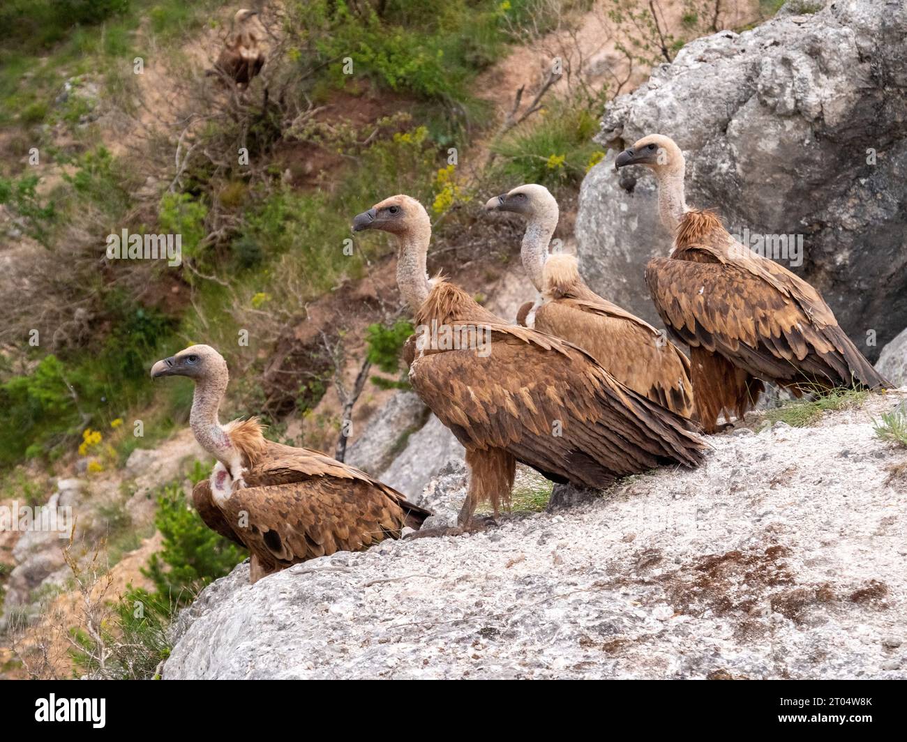griffon vulture (Gyps fulvus), four Griffon Vultures resting and ...