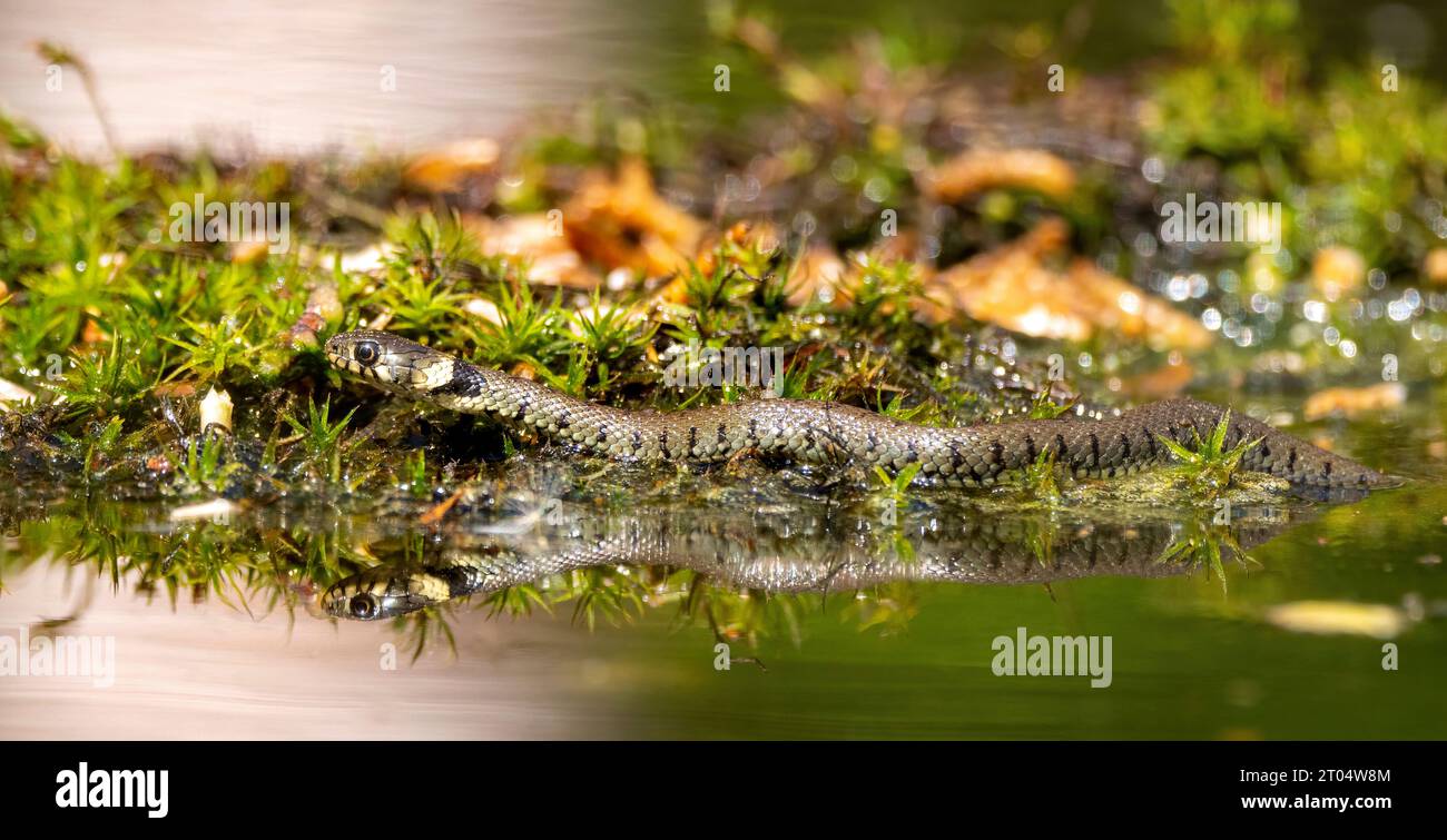 grass snake (Natrix natrix), by the waterside, Netherlands, Gelderland ...