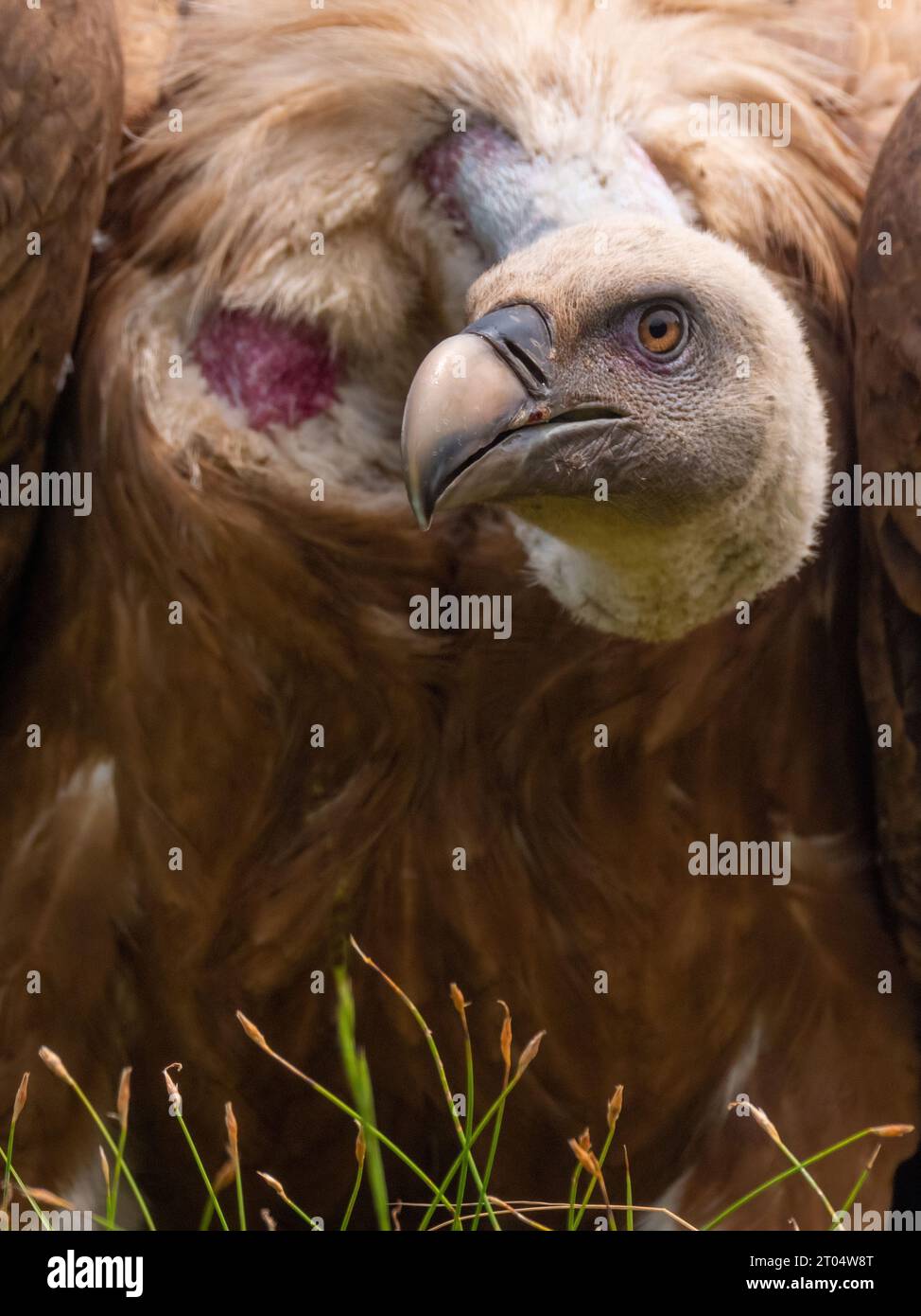 griffon vulture (Gyps fulvus), portrait, France, Granes Stock Photo - Alamy