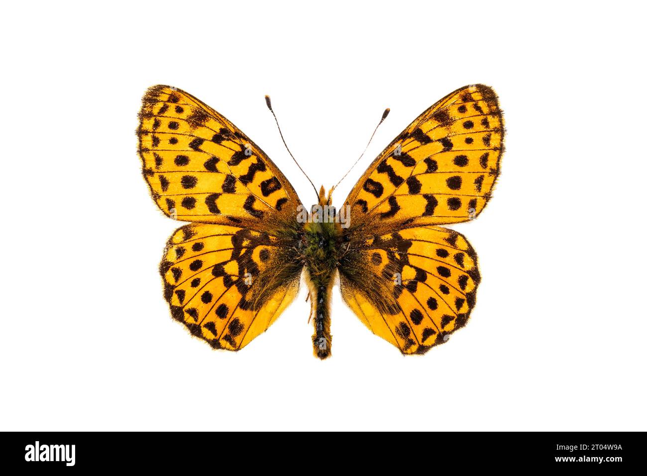 Pearl-bordered fritillary (Clossiana euphrosyne, Boloria euphrosyne ...