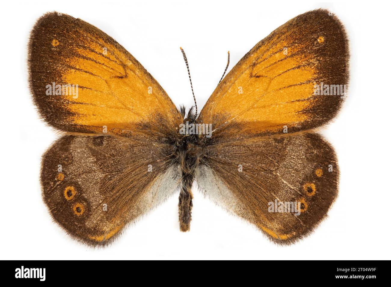 Upper views Cut Out Stock Images & Pictures - Alamy