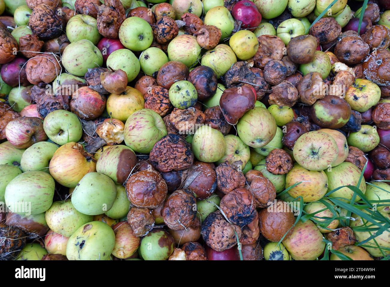 Rotting food hi-res stock photography and images - Alamy