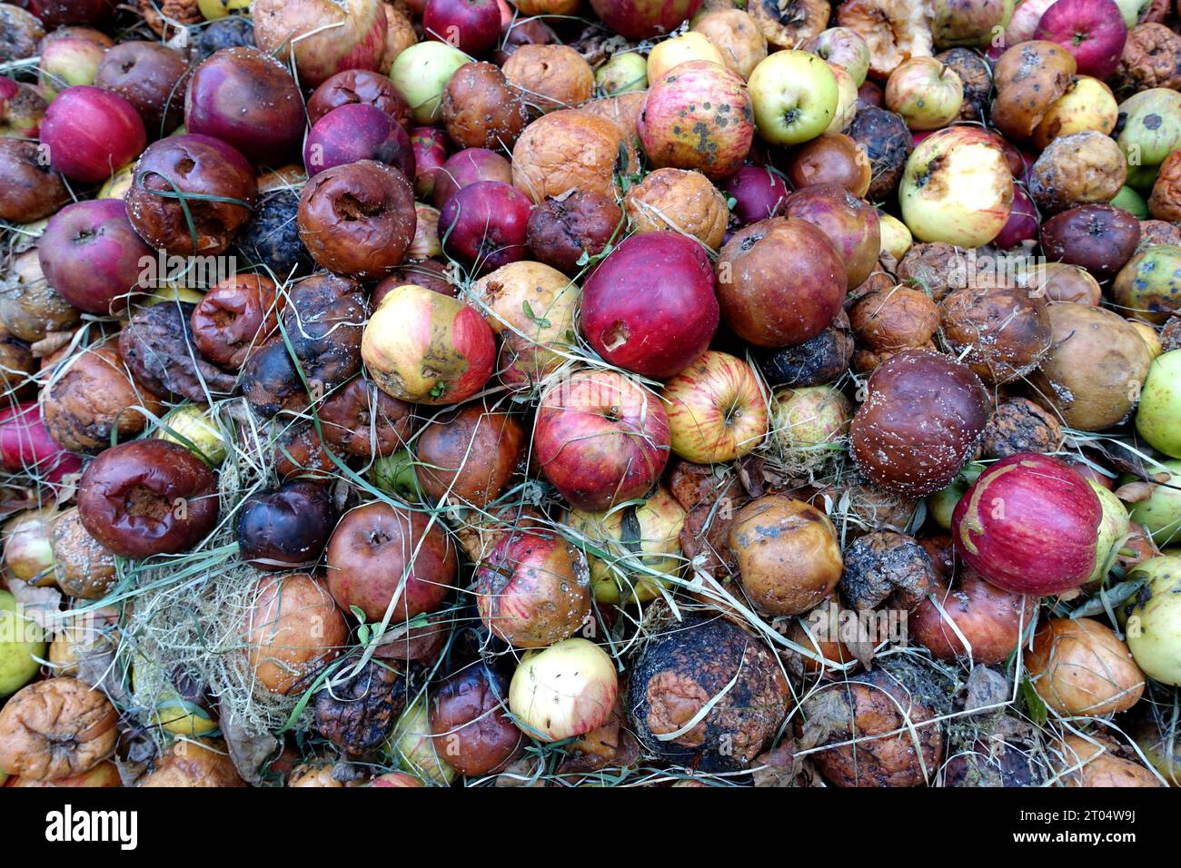 Rotting food hi-res stock photography and images - Alamy