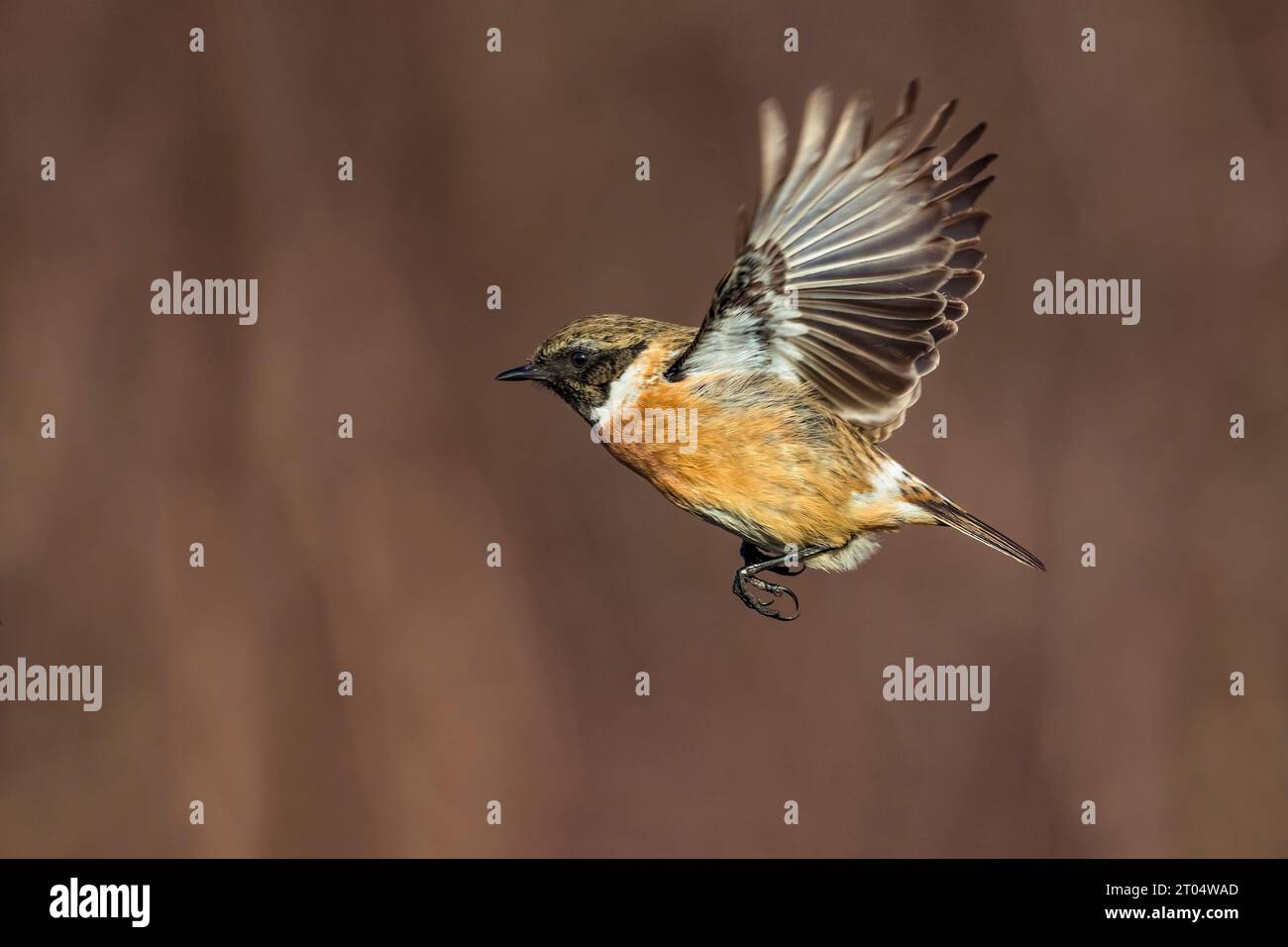 Common Stonechat (Saxicola rubicola, Saxicola torquata rubicola), male ...