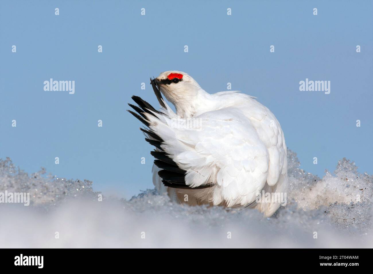 Svalbard Rock ptarmigan, Svalbard Snow chicken (Lagopus muta hyperborea ...