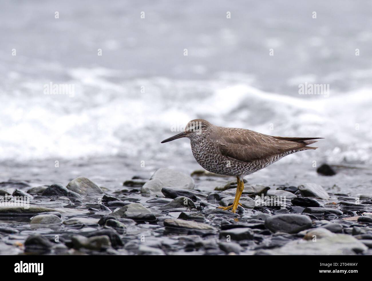 Wandering tattlers hi-res stock photography and images - Alamy