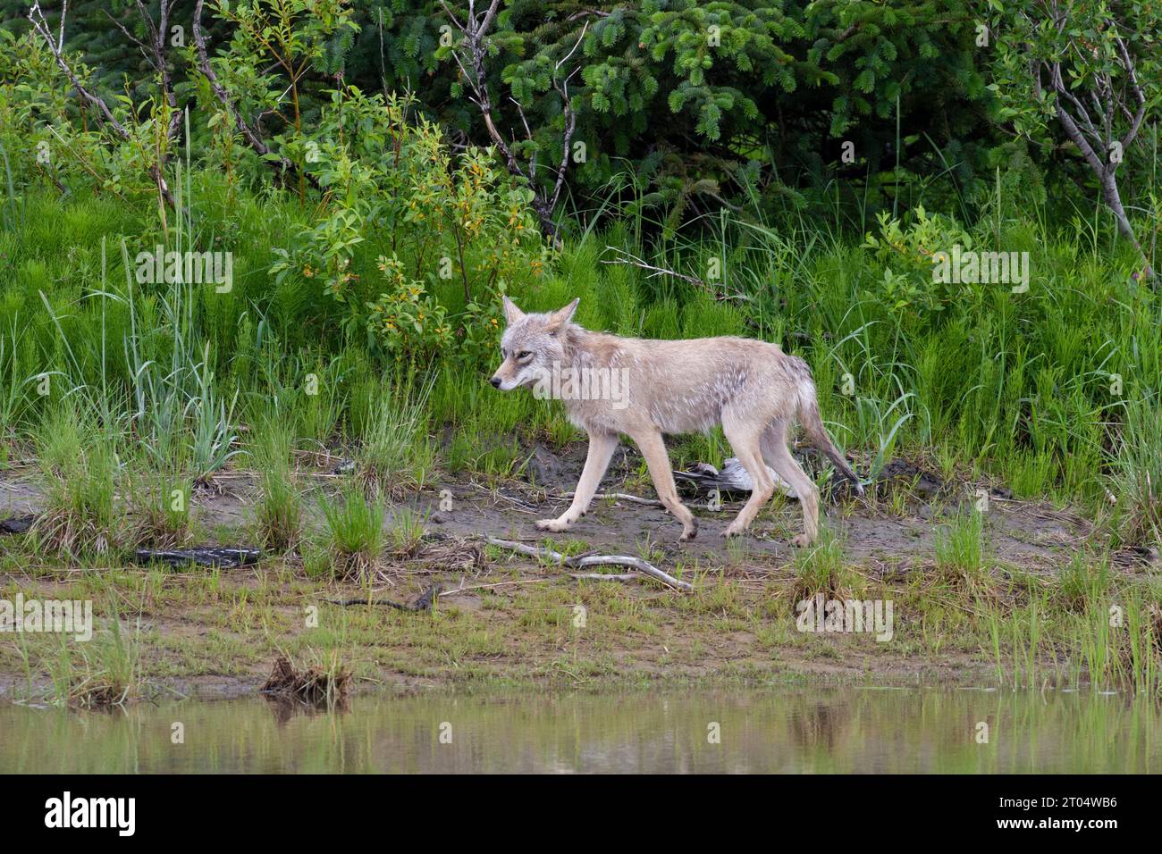 coyote (Canis latrans), in summer coat, USA, Alaska, Cook Inlet Stock ...
