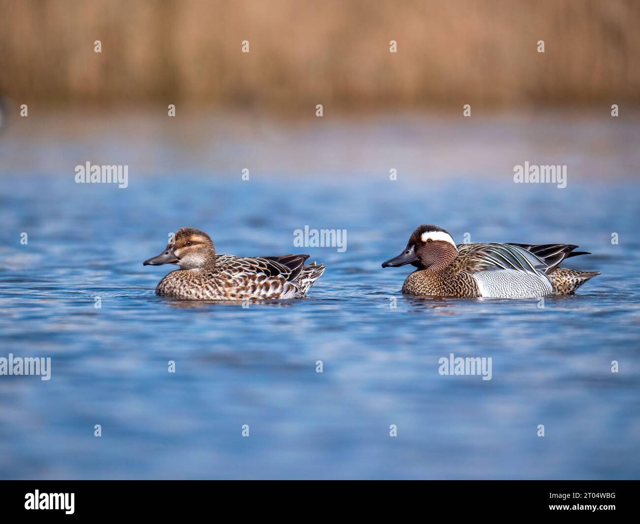 Garganey female duck hi-res stock photography and images - Alamy