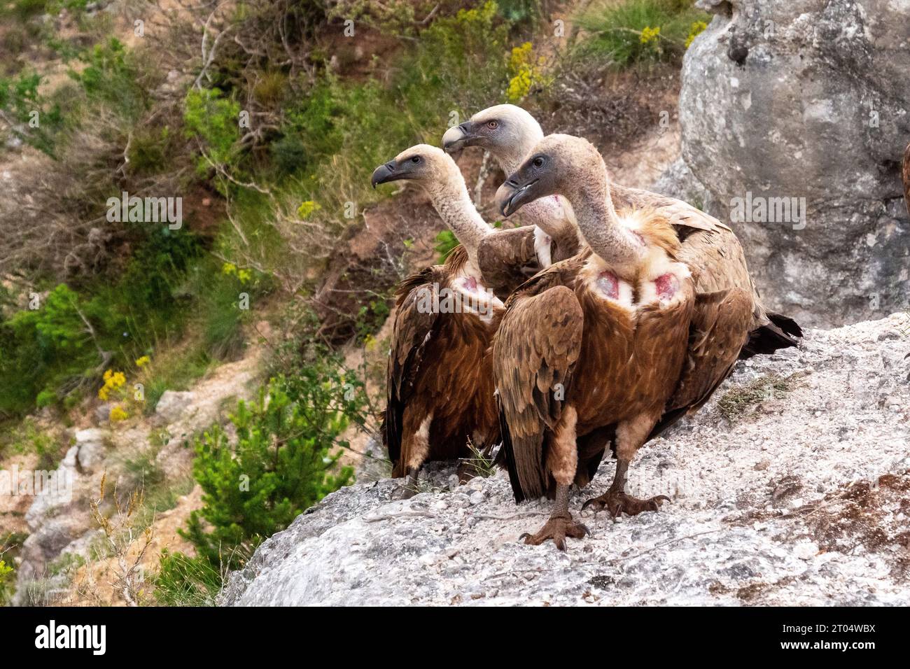 griffon vulture (Gyps fulvus), three Griffon Vultures resting and ...