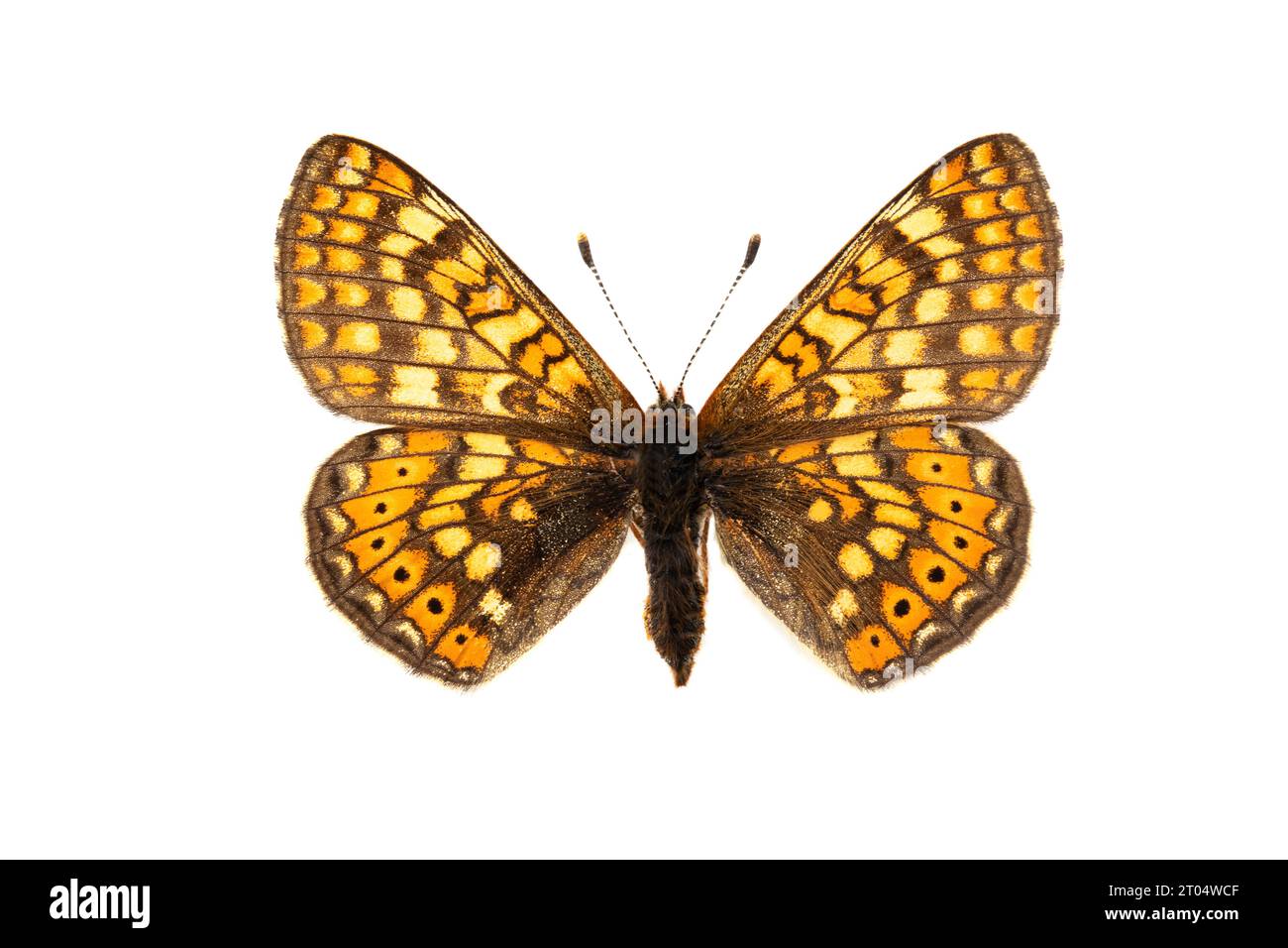 Marsh fritillary (Euphydryas aurinia, Eurodryas aurinia, Melitaea ...