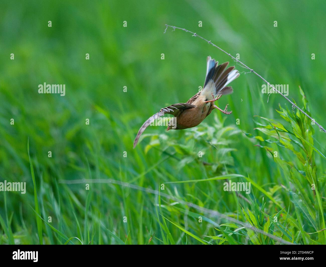 Ortolan flying hi-res stock photography and images - Alamy