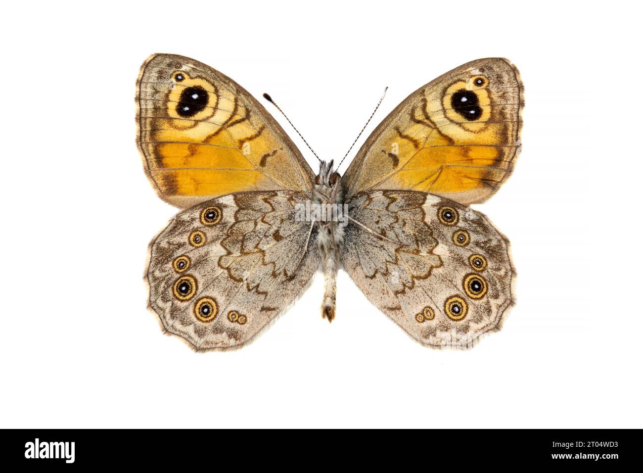 Large Wall Brown, Wood-nymph (Lasiommata maera), male, underside, cut ...