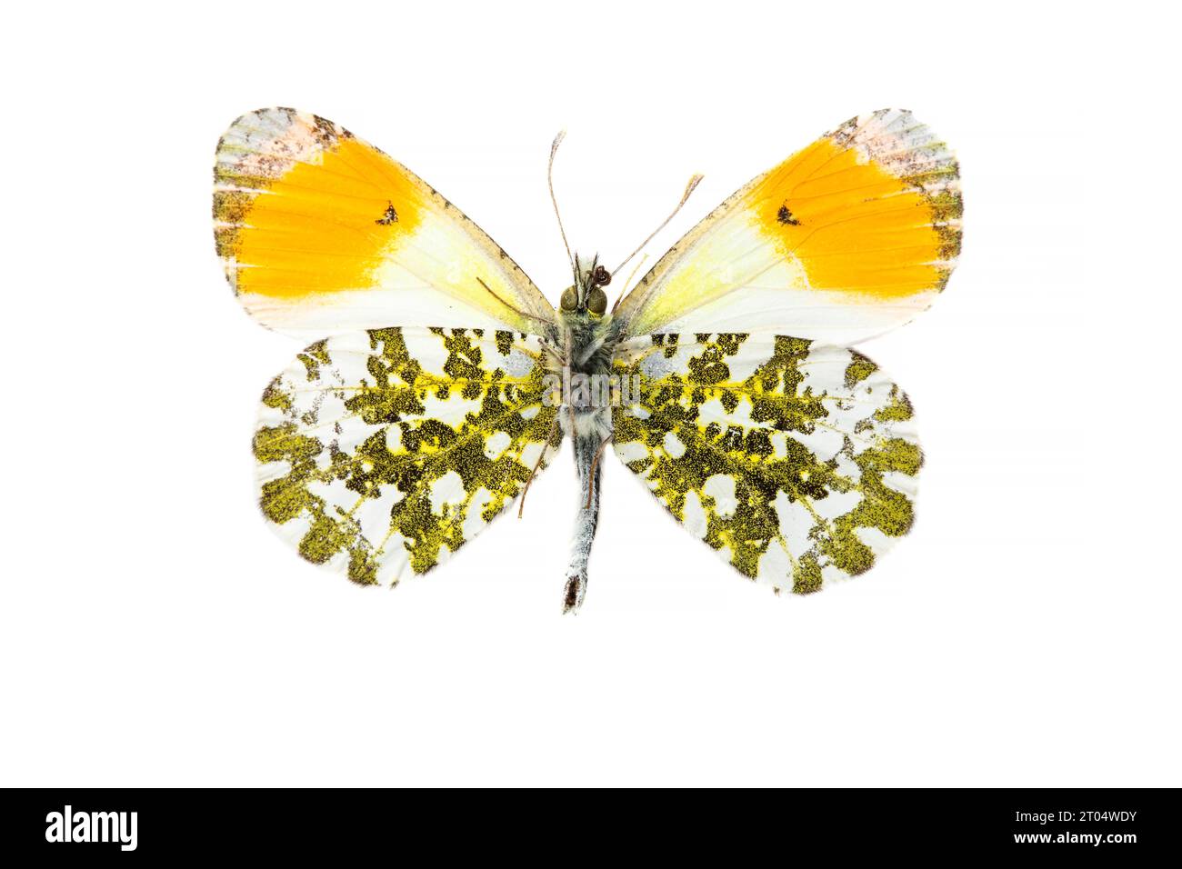 Orange tip butterfly cutout hi-res stock photography and images - Alamy