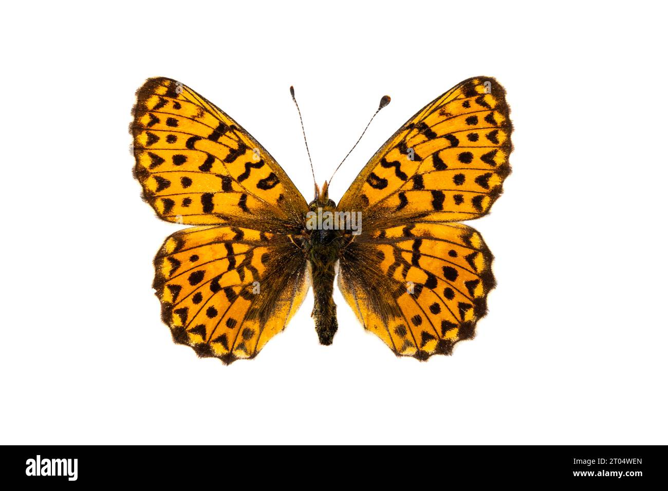 Pearl-bordered fritillary (Clossiana euphrosyne, Boloria euphrosyne ...