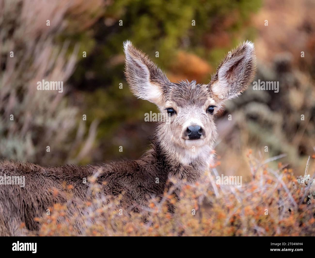 Mule deer, Black-tailed deer (Odocoileus hemionus), portrait, USA, Utah ...
