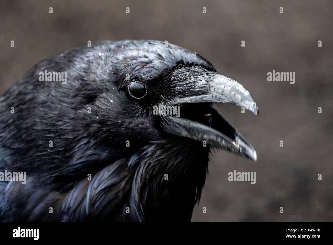 common raven (Corvus corax), portrait, calling, USA, Utah, Canyonlands ...