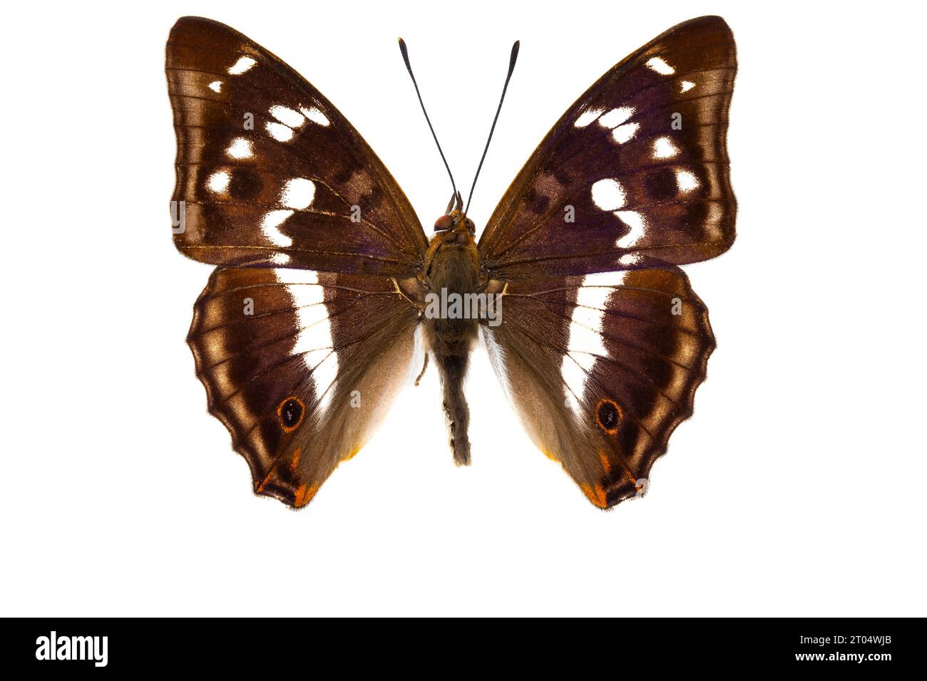 purple emperor (Apatura iris), male, upper side, cut out Stock Photo ...