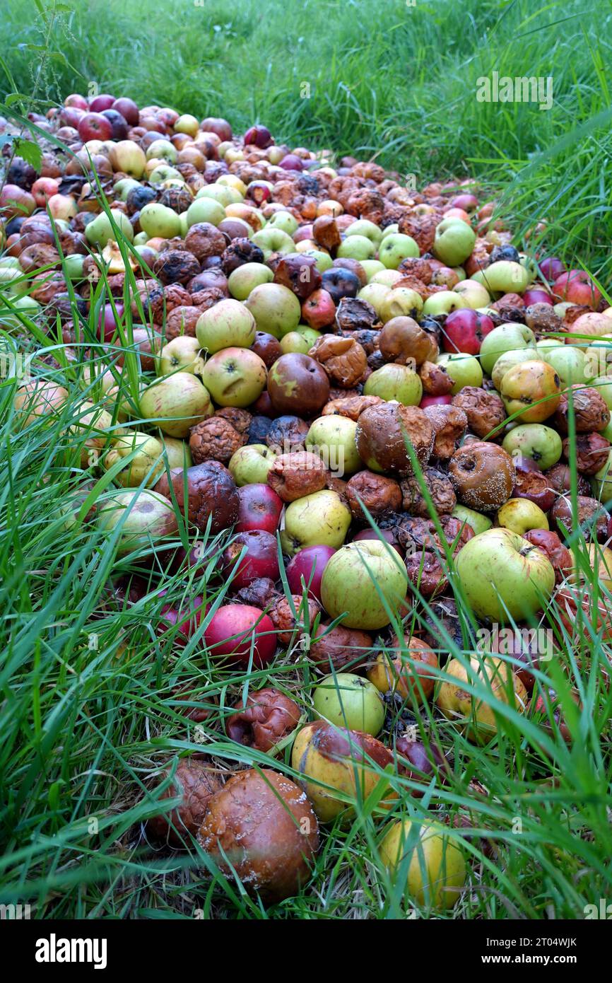 Rotting products hi-res stock photography and images - Alamy