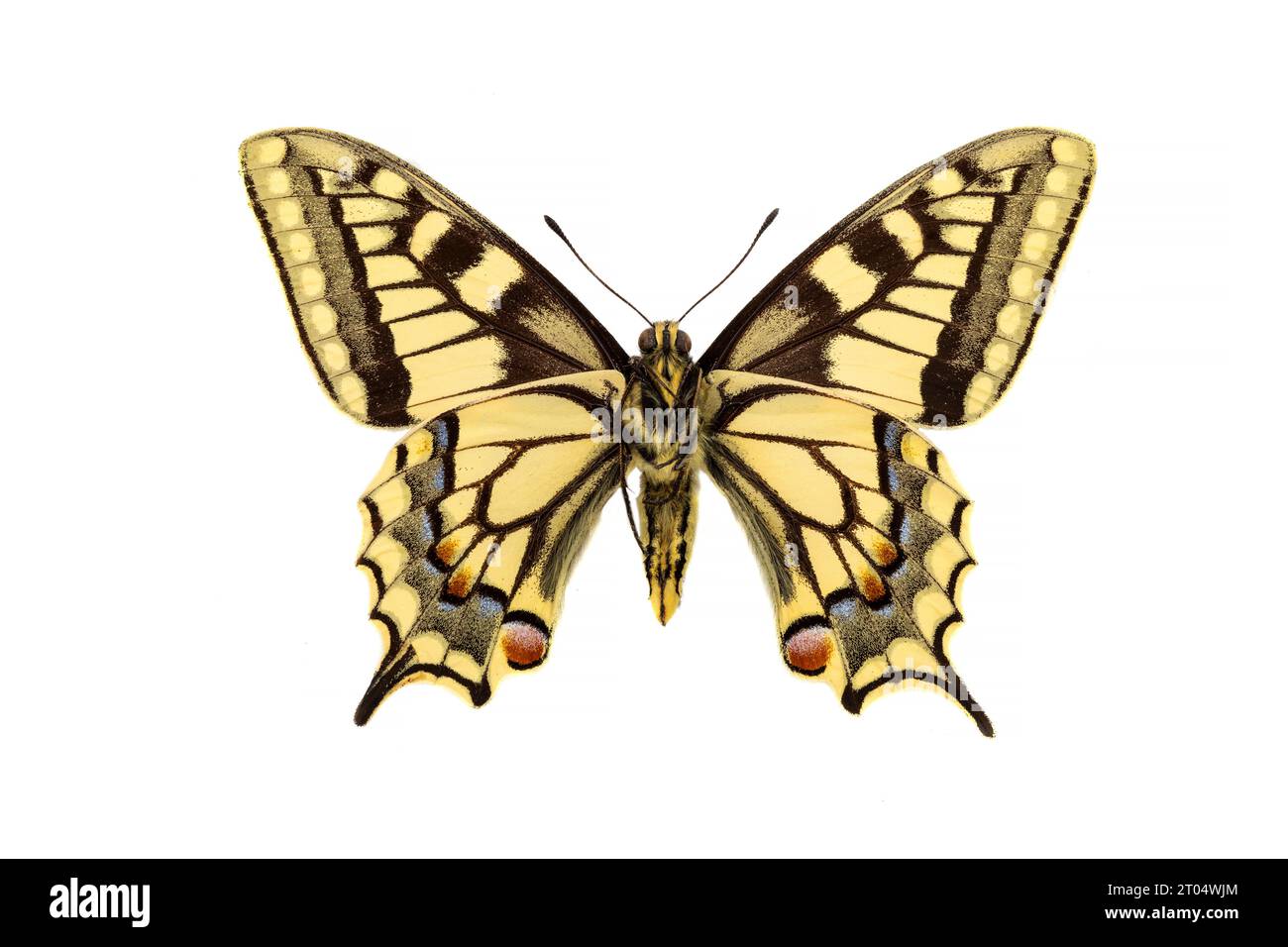 Swallowtails Cut Out Stock Images & Pictures - Alamy