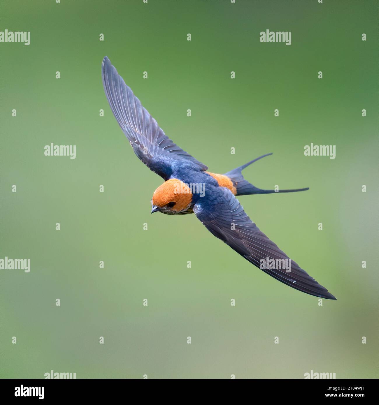 Lesser Striped Swallow (Cecropis abyssinica, Hirundo abyssinica), in ...