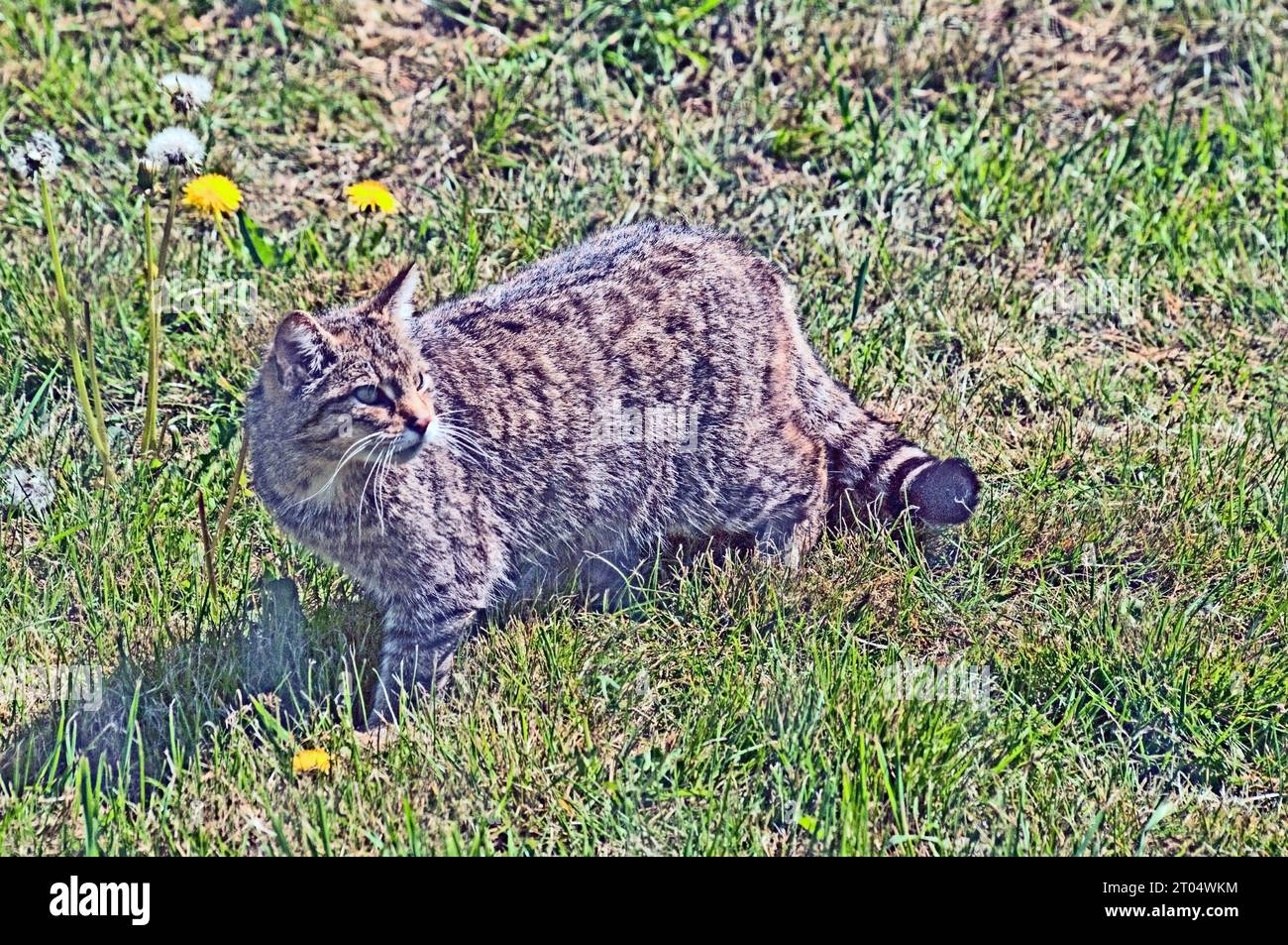 SCOTTISH WILD CAT Stock Photo - Alamy