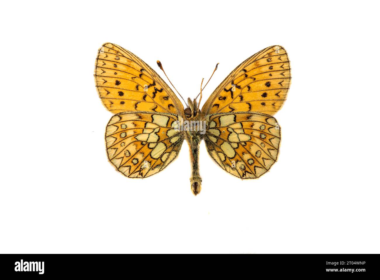 bog fritillary (Boloria eunomia, Clossiana eunomia, Proclossiana ...