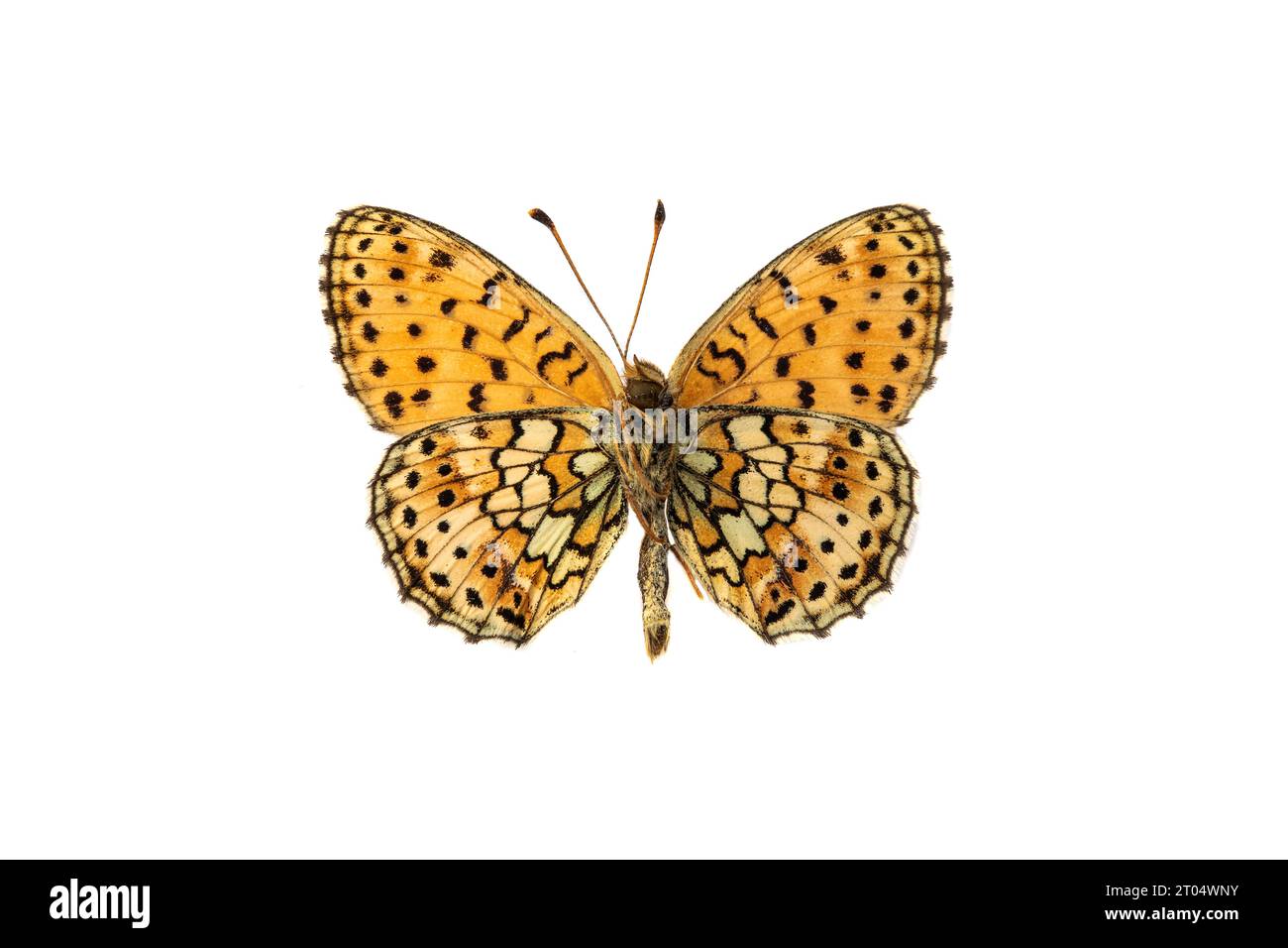 Twin spot fritillarys hi-res stock photography and images - Alamy
