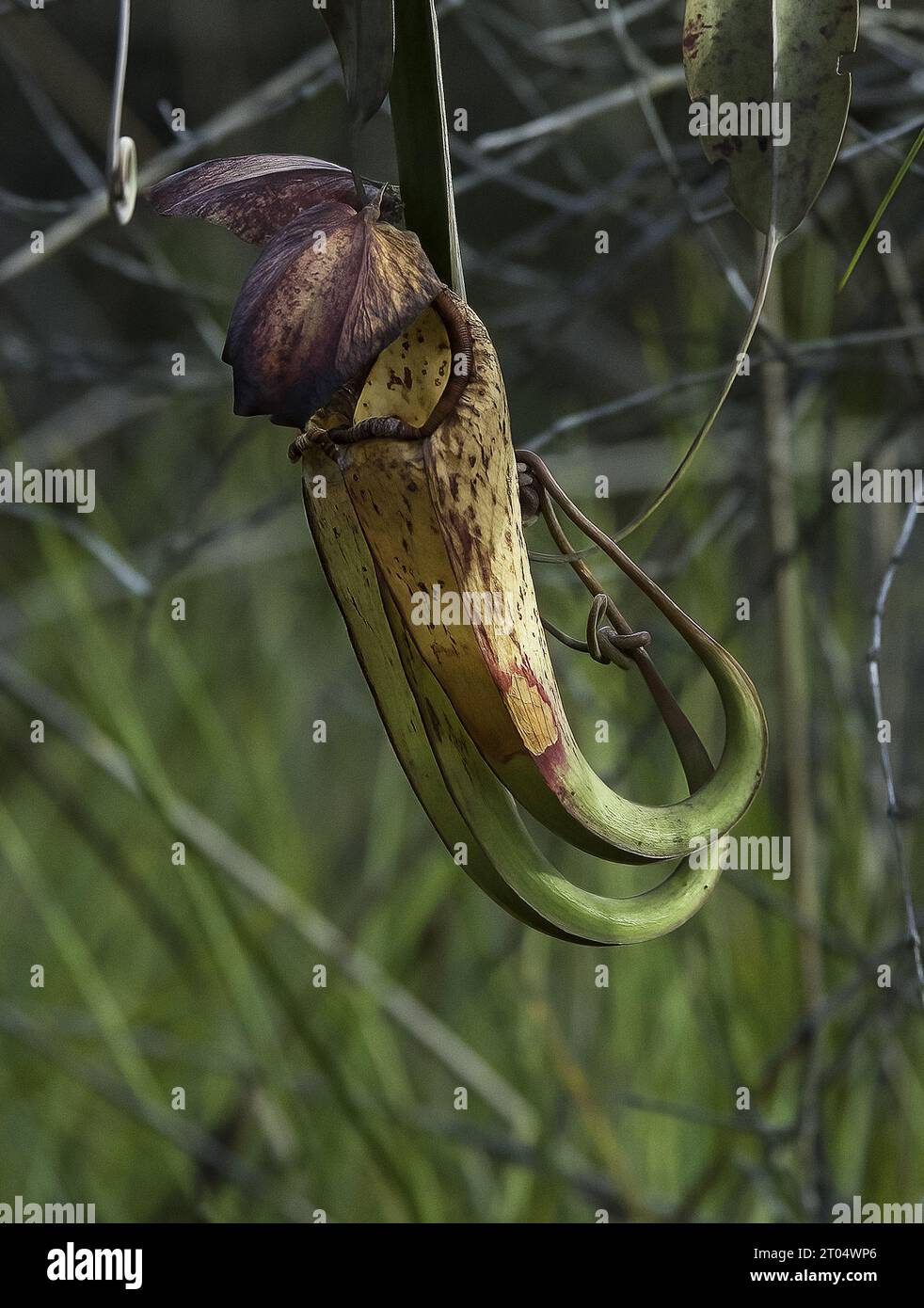 common swamp pitcher plant, tropical pitcher plant (Nepenthes mirabilis ...