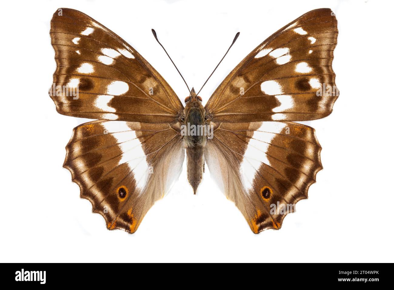 purple emperor (Apatura iris), female, upper side, cut out Stock Photo ...
