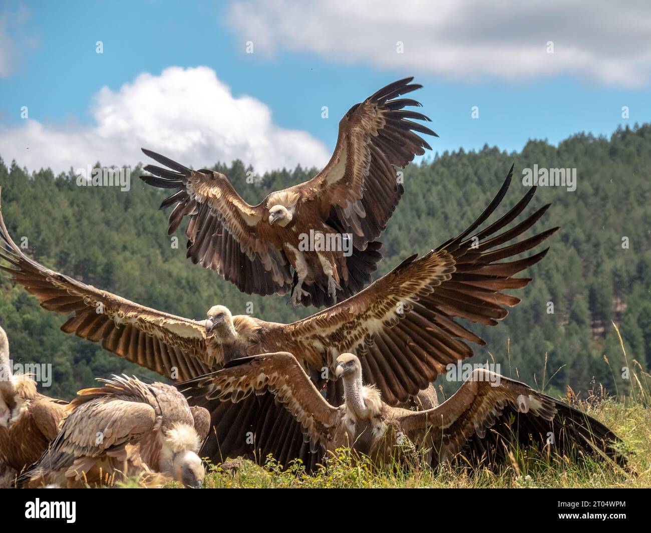 griffon vulture (Gyps fulvus), number of vultures falling in on a ...