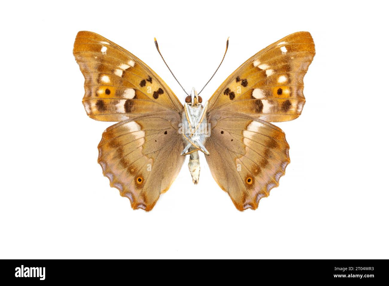 Lesser Purple Emperor (Apatura ilia clytie, Apatura barcina clytie ...