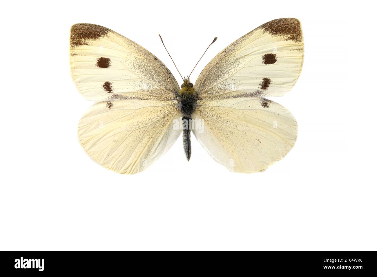 Small white, Cabbage butterfly, Imported cabbageworm (Pieris rapae ...