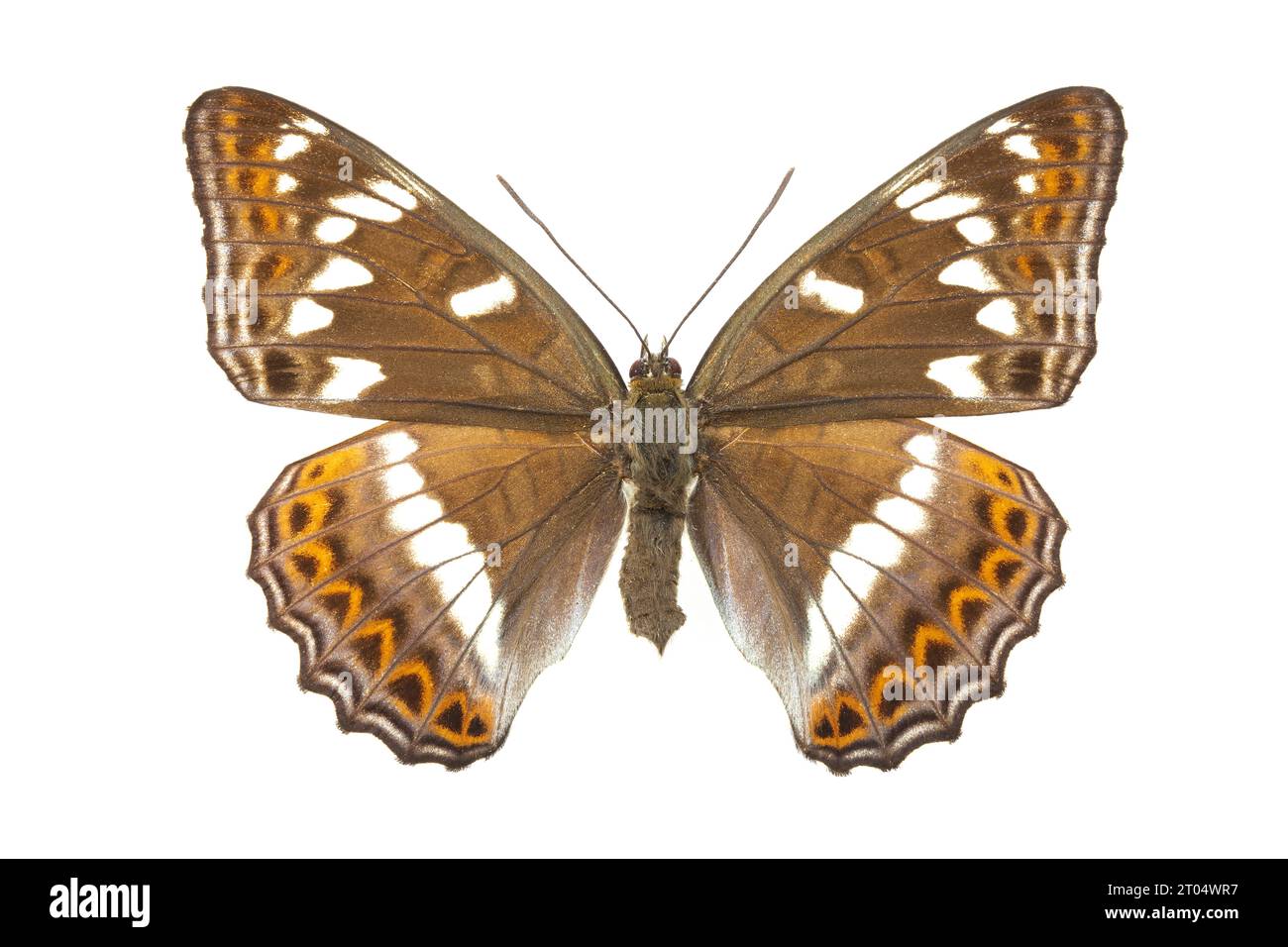 poplar admiral (Limenitis populi), female, upper side, cut out Stock ...