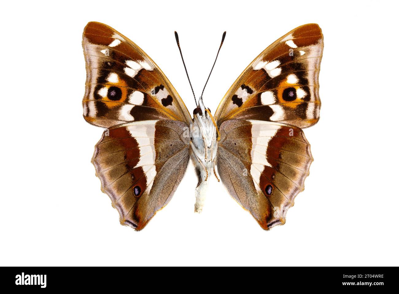 Male purple emperor Cut Out Stock Images & Pictures - Alamy