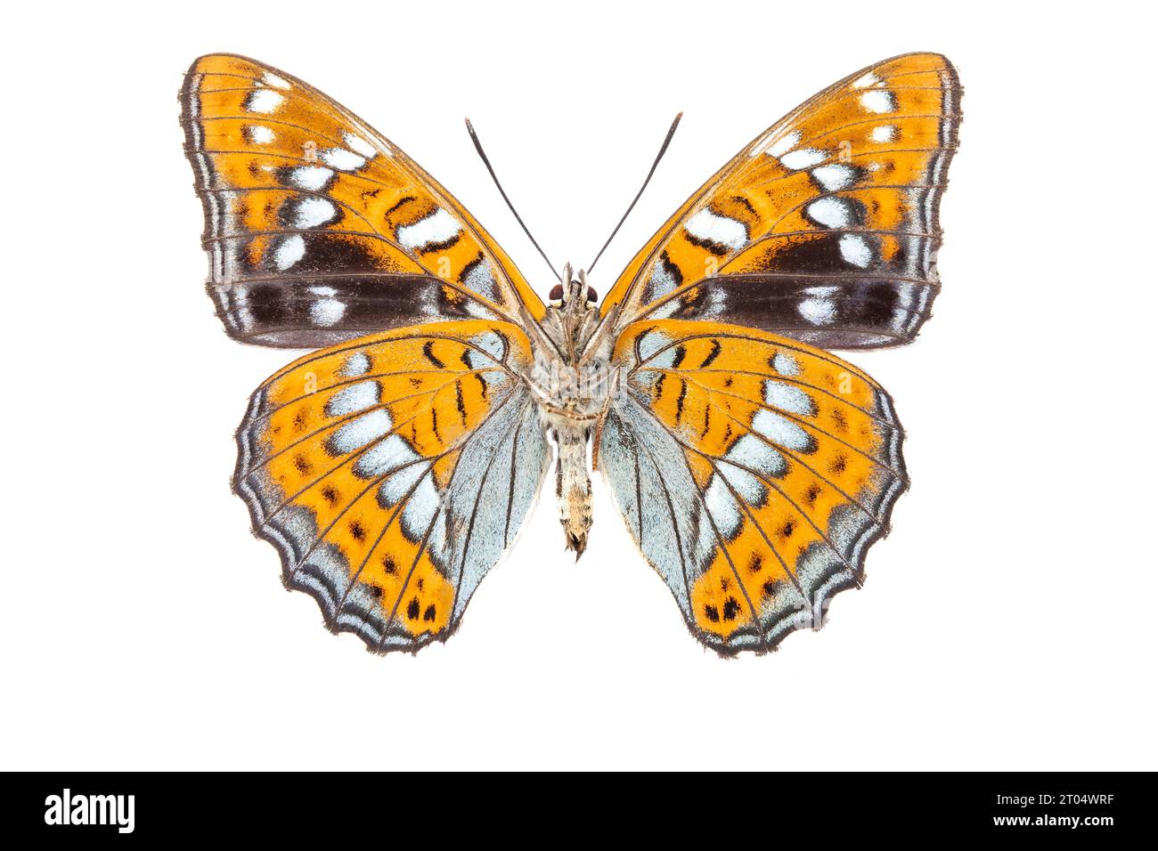 Limenitis populi male Cut Out Stock Images & Pictures - Alamy