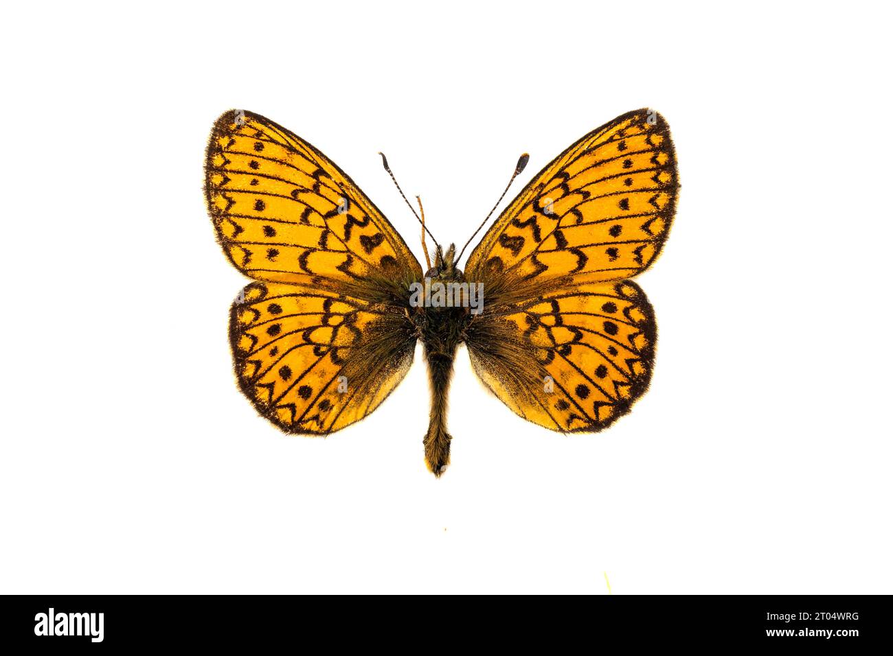 Bog fritillarys hi-res stock photography and images - Alamy