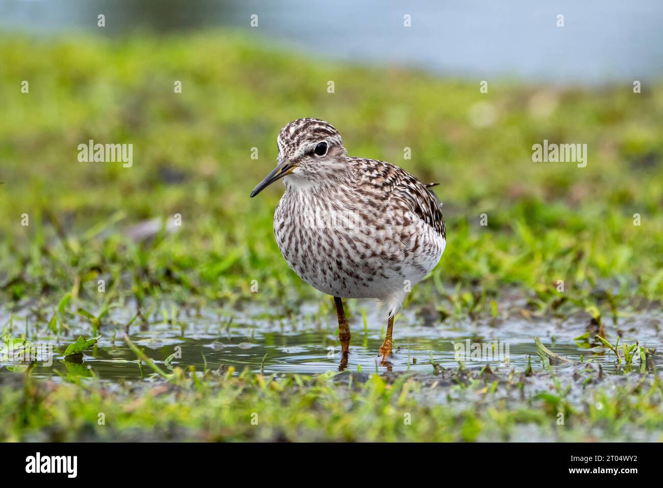 wood sandpiper (Tringa glareola), searching for insects, Netherlands ...