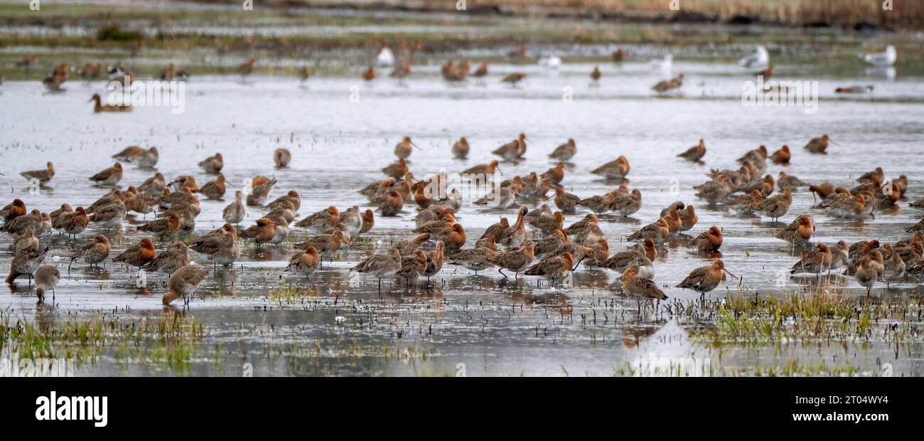 black-tailed godwit (Limosa limosa), large group of godwits ...
