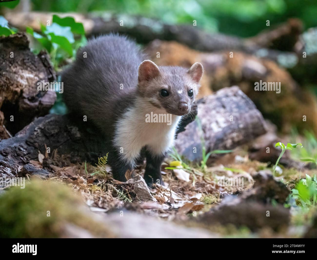 Beech marten, Stone marten, White breasted marten (Martes foina ...