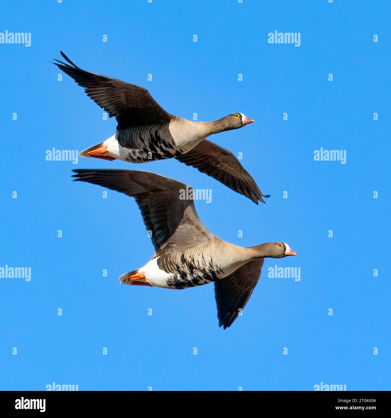 lesser white-fronted goose (Anser erythropus), pair in flight at blue ...