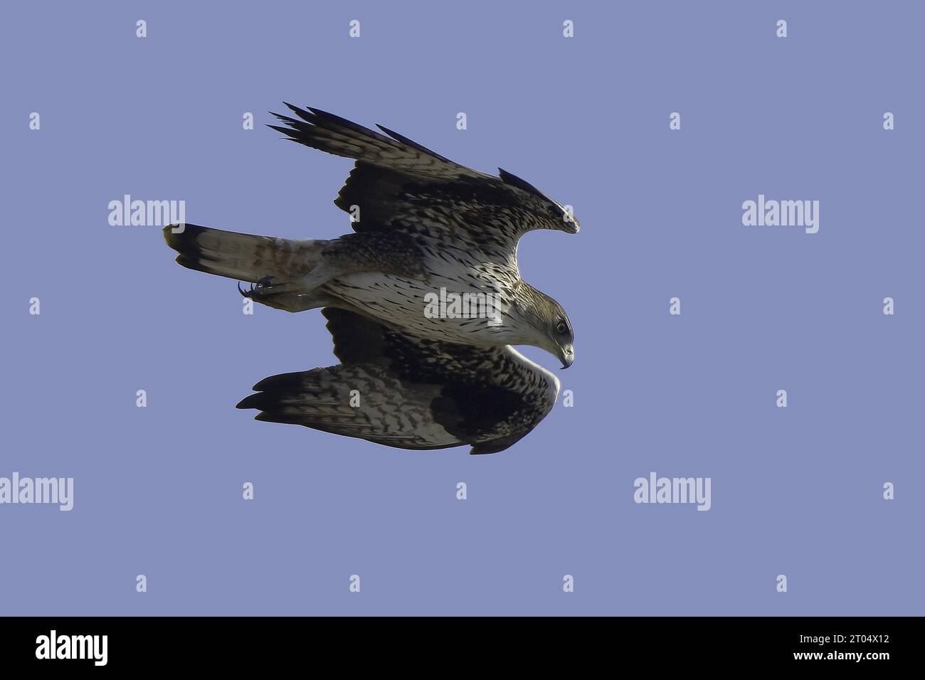 Bonellis eagle, Bonelli's Eagle (Hieraaetus fasciatus fasciatus, Aquila ...