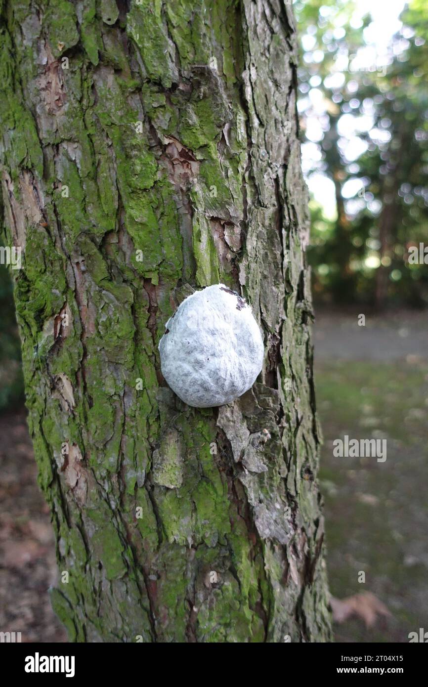 False Puffball, Enteridium lycoperdon (Enteridium lycoperdon ...