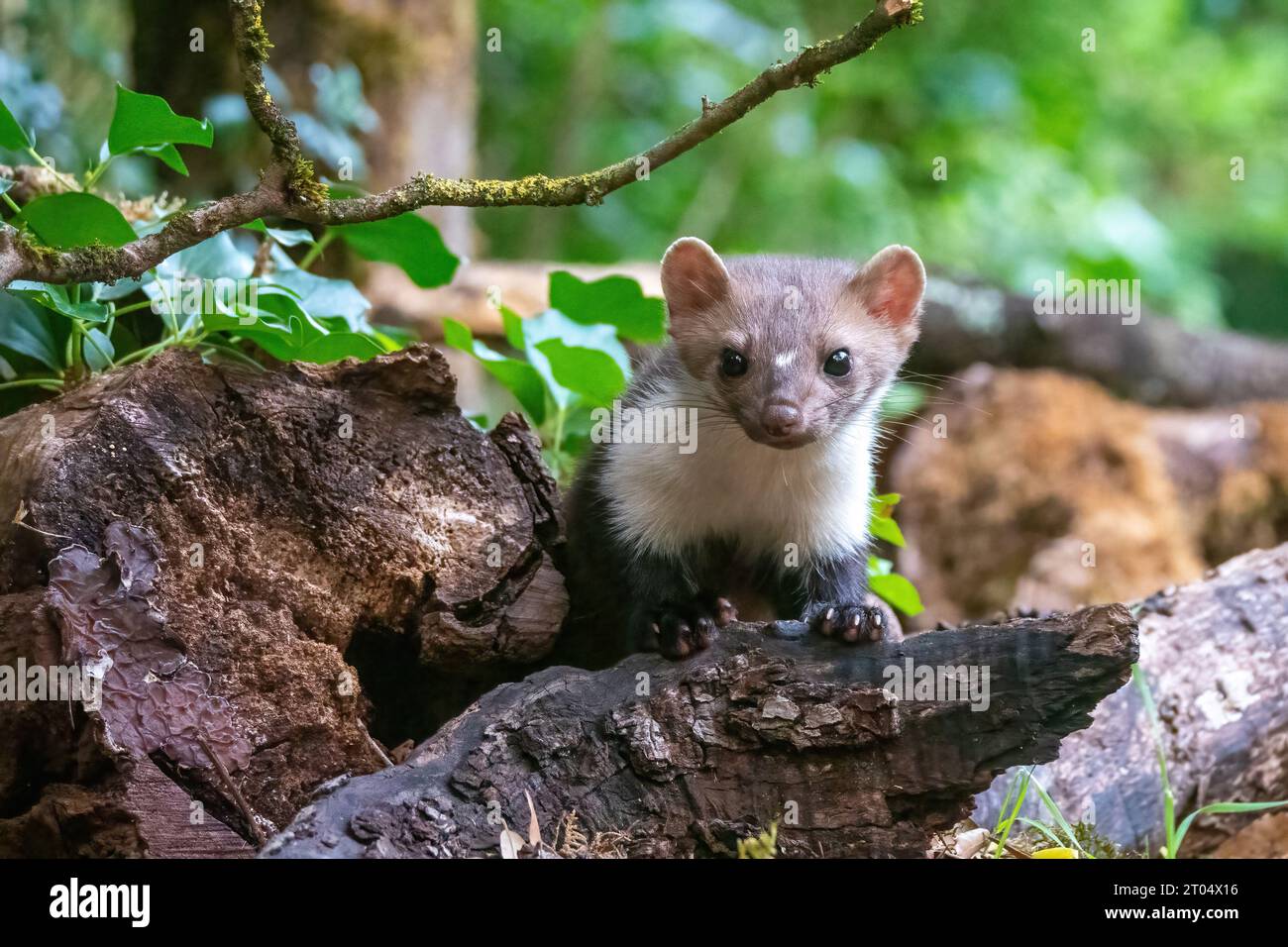 Beech marten, Stone marten, White breasted marten (Martes foina ...