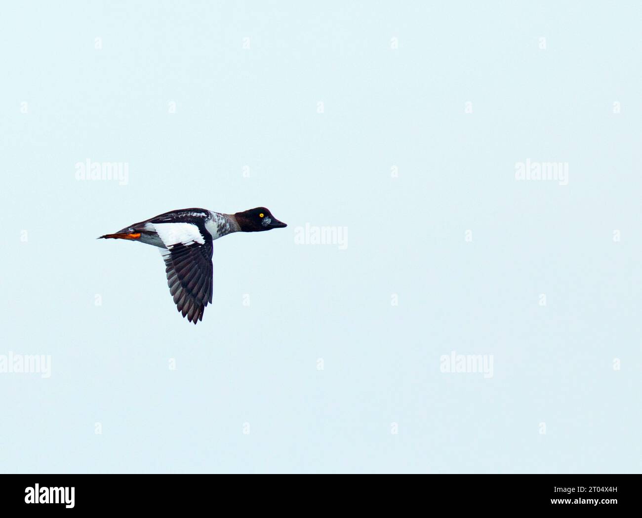 common goldeneye, goldeneye duckling (Bucephala clangula), male in ...
