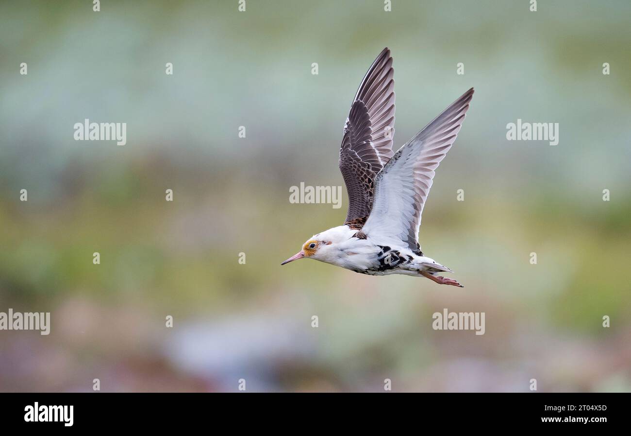 Ruff philomachus pugnax volando hi-res stock photography and images - Alamy