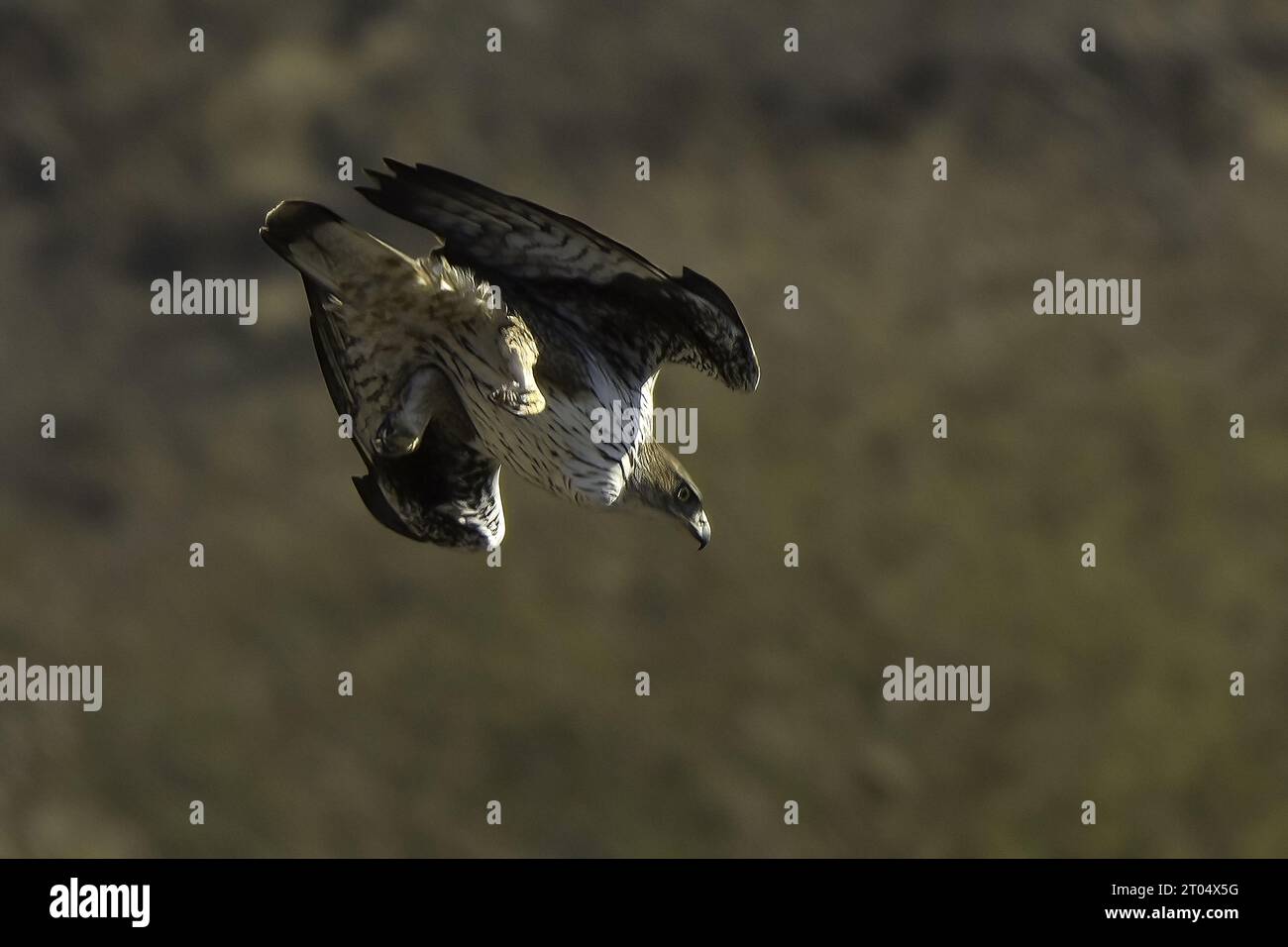 Bonellis eagle, Bonelli's Eagle (Hieraaetus fasciatus fasciatus, Aquila ...