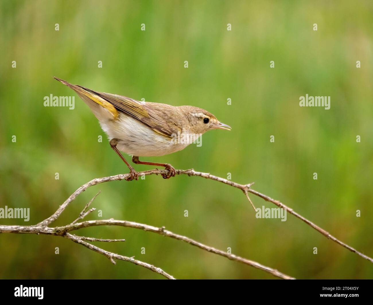 bonelli's warbler (Phylloscopus bonelli), sitting on a branch, France ...
