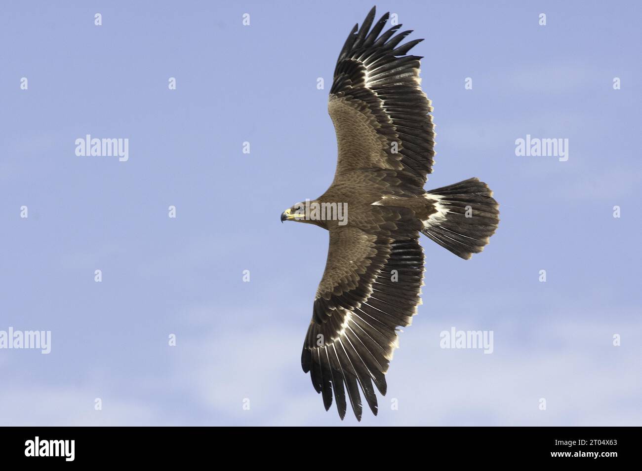steppe eagle (Aquila nipalensis orientalis), immature in flight showing ...