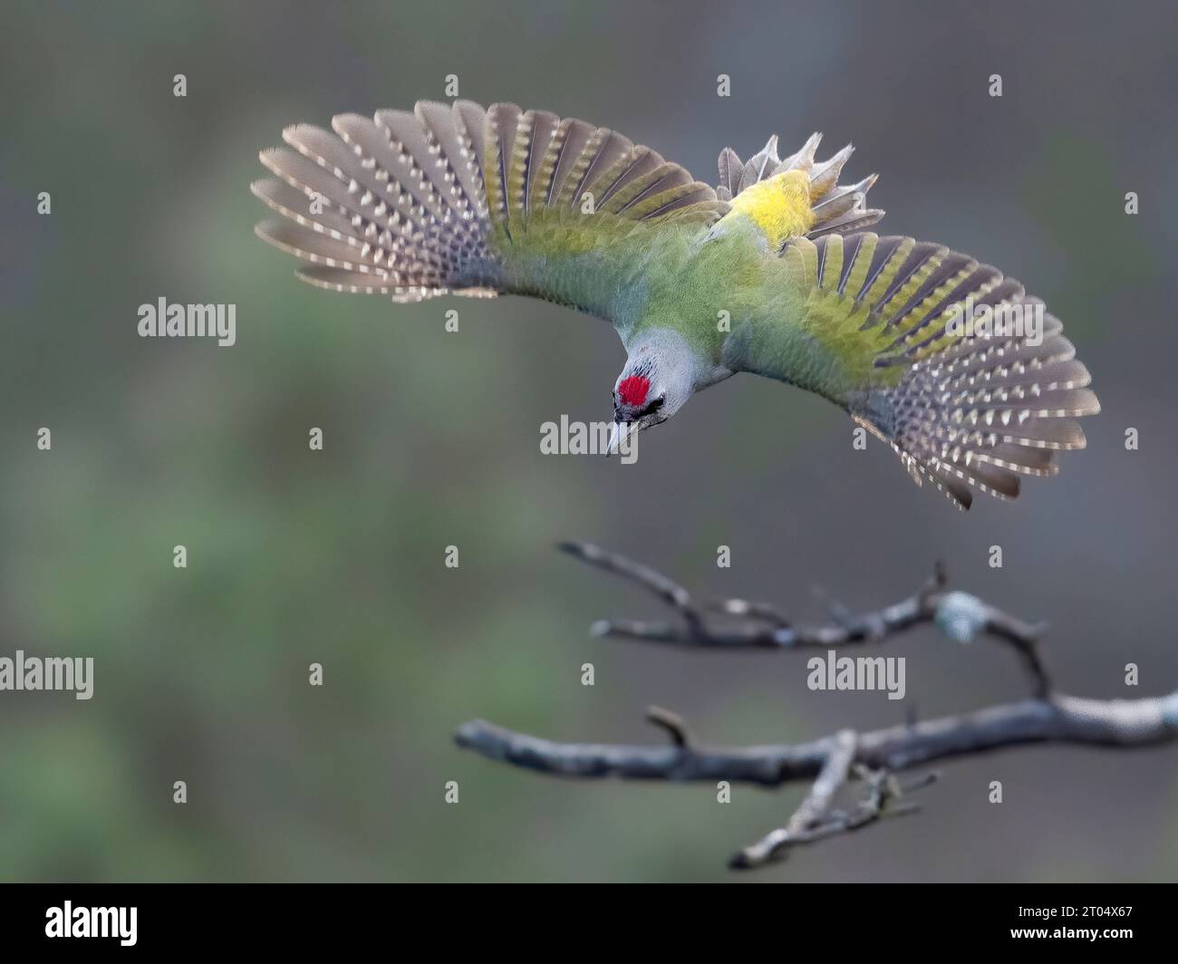 grey-faced woodpecker (Picus canus), male in flight, Finland Stock ...